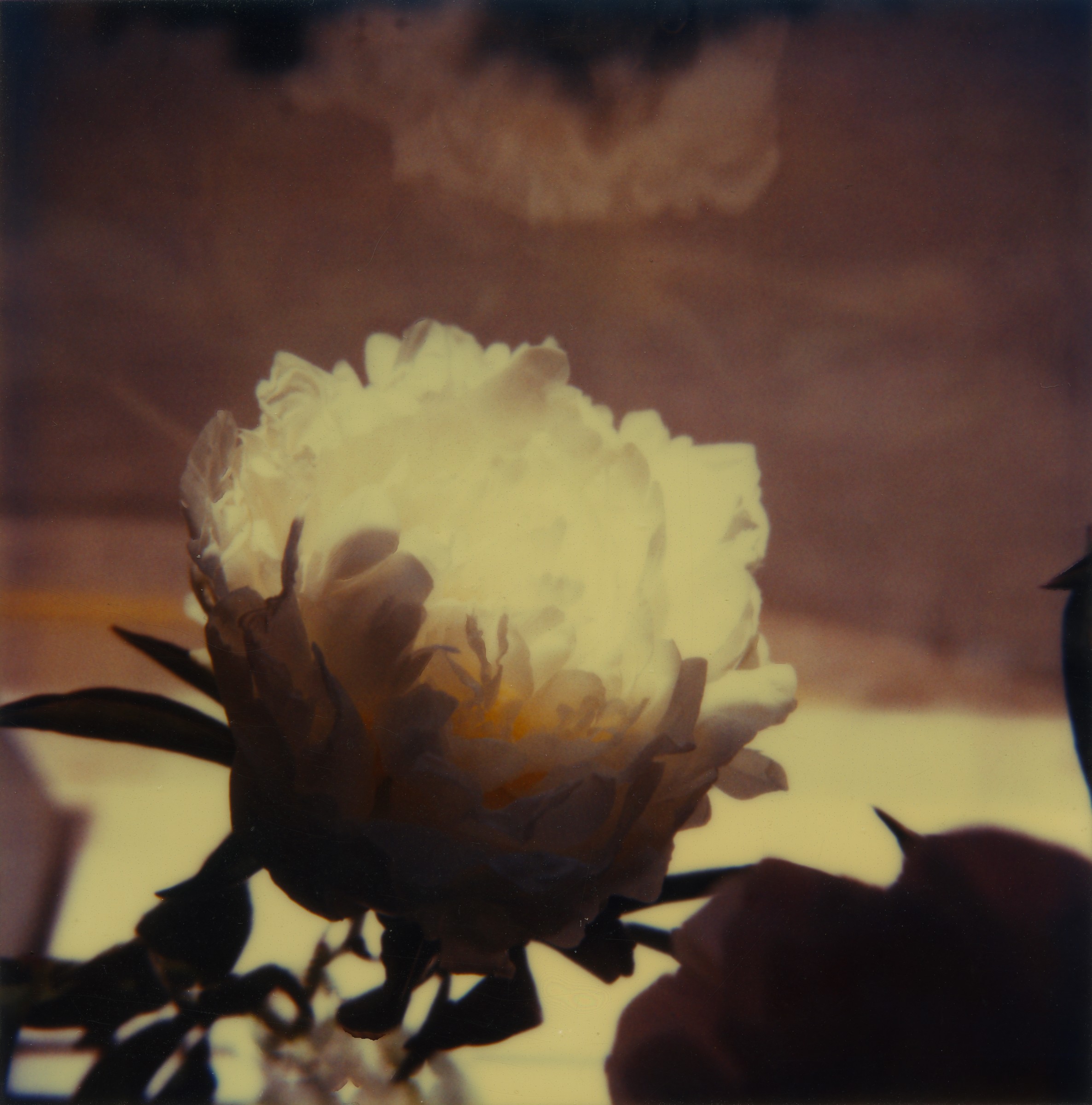 Photographs | Artworks | Cy Twombly Foundation